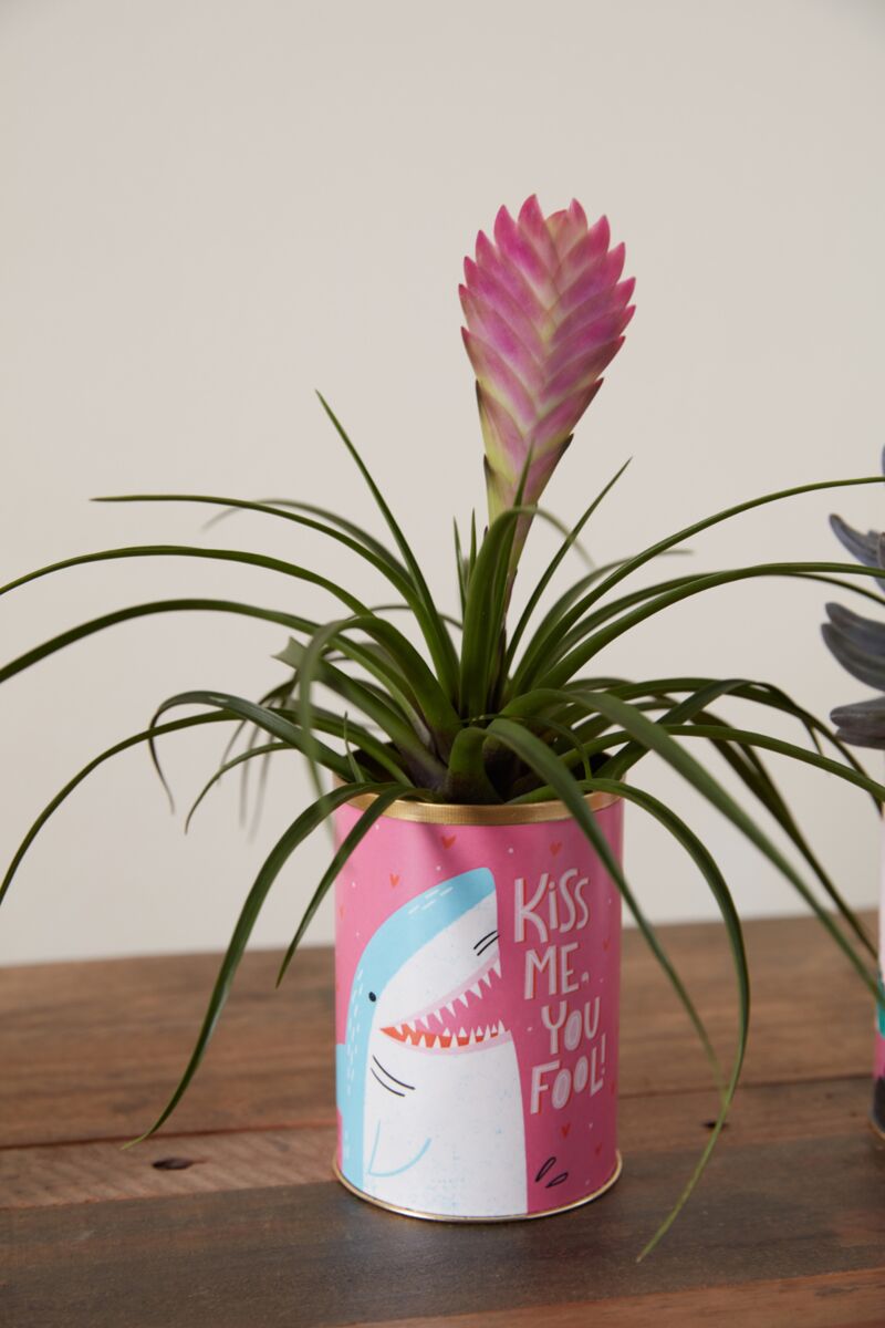 Design Shop Pink Punny Can Bite Me, 3.25" X 4.5", Set of 4. – Design ...