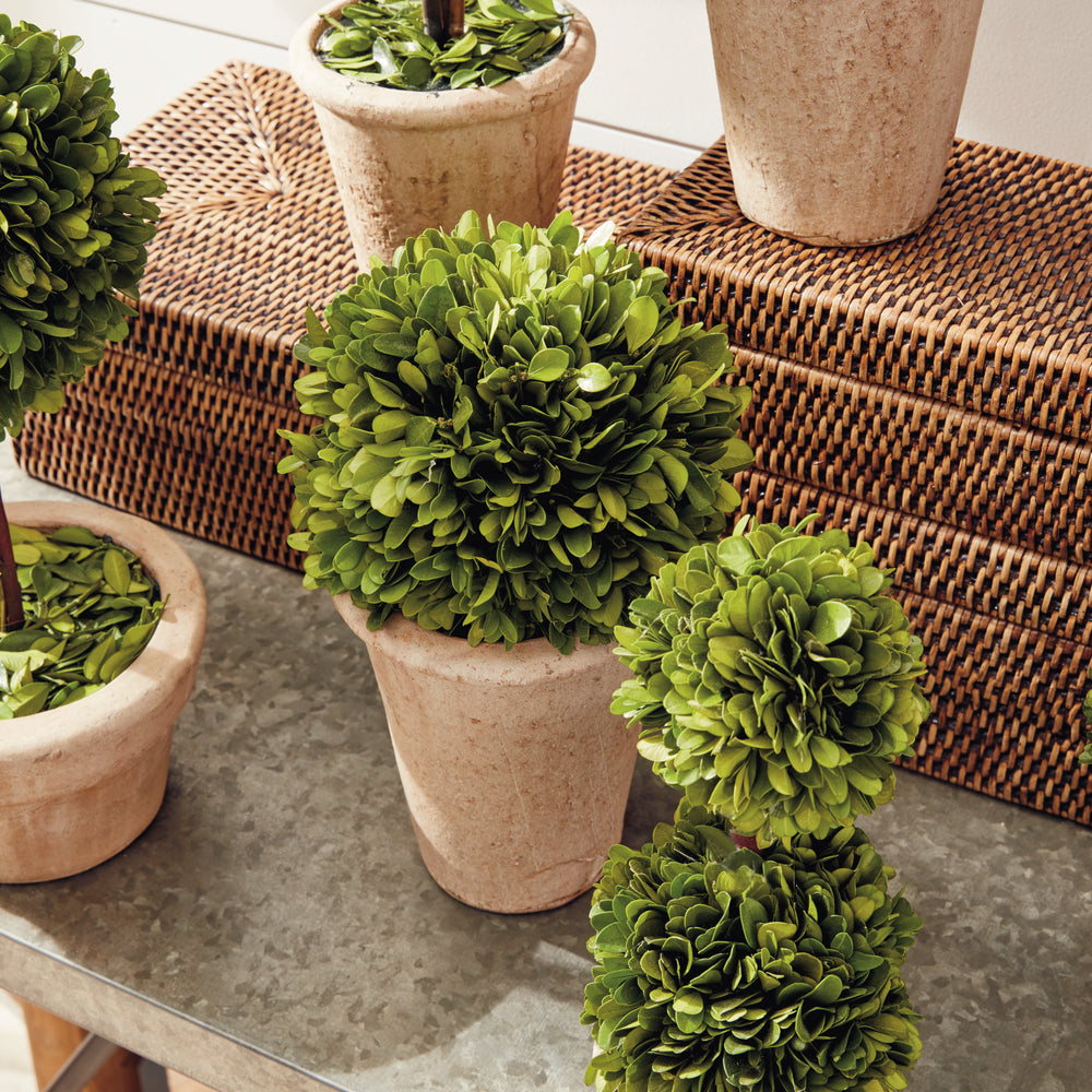 Design Shop Boxwood Topiaries In Pots, Set Of 8 – Design Shop By Shell