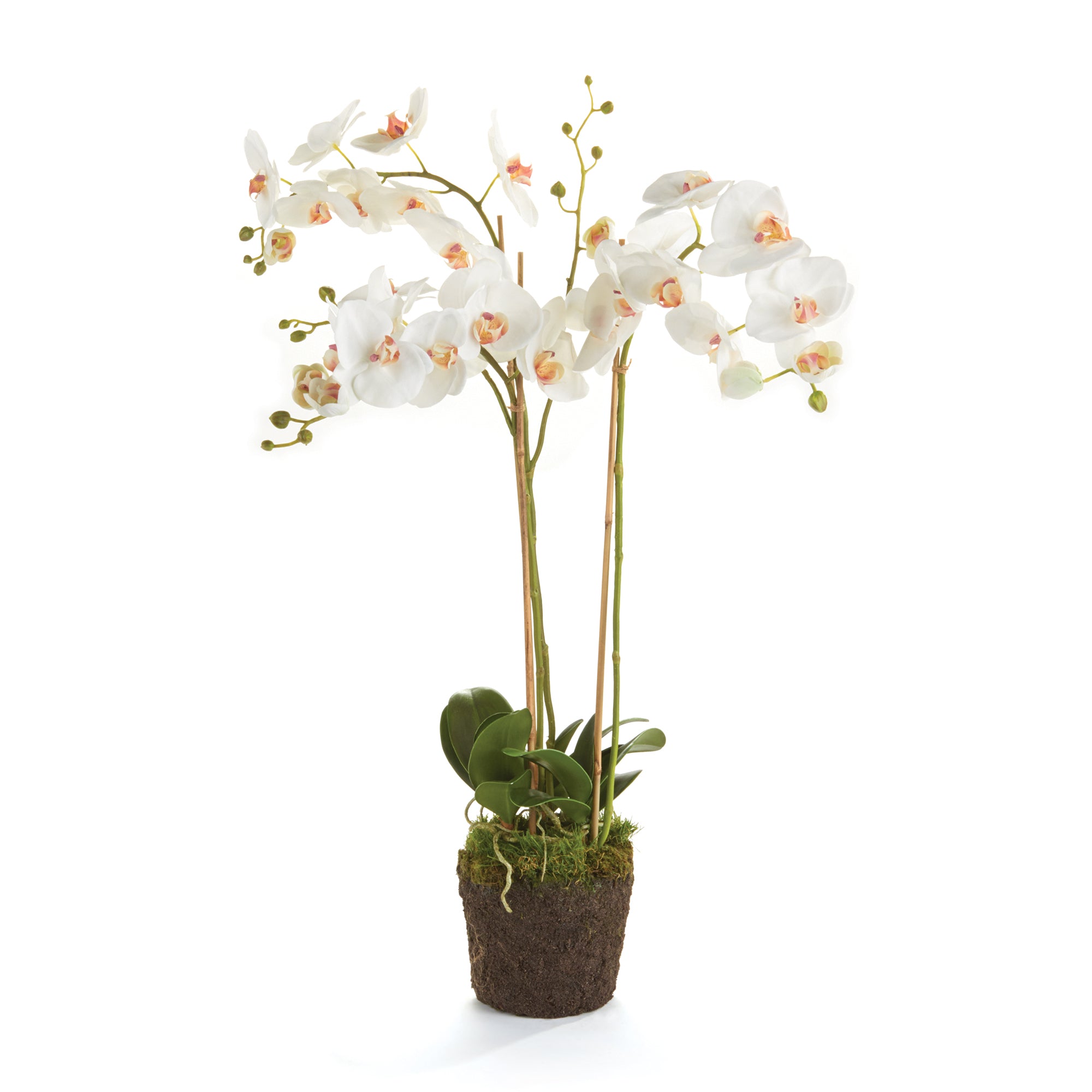 Design Shop Phalaenopsis Orchid Drop-In 31" – Design Shop By Shell