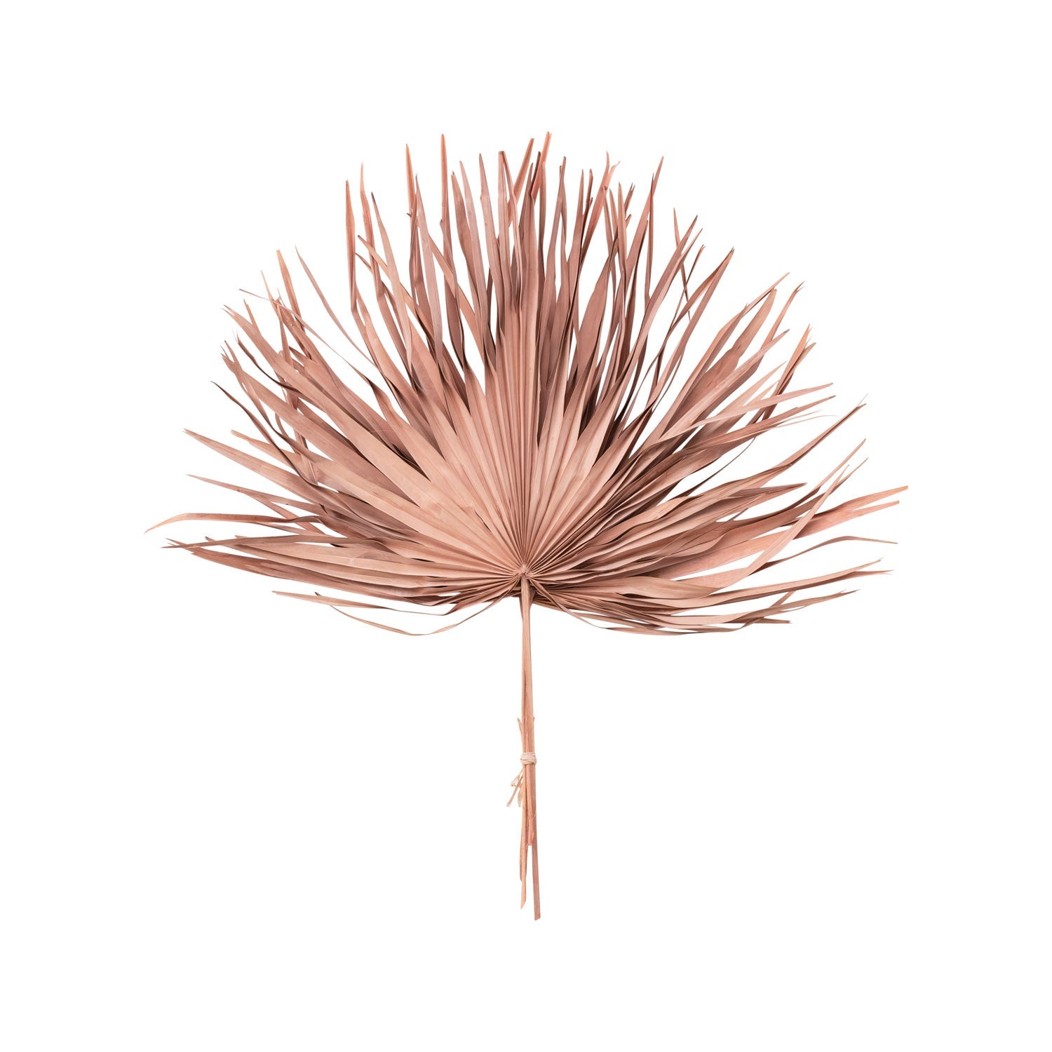 Design Shop Dried Palm Leaf Bunch – Design Shop By Shell